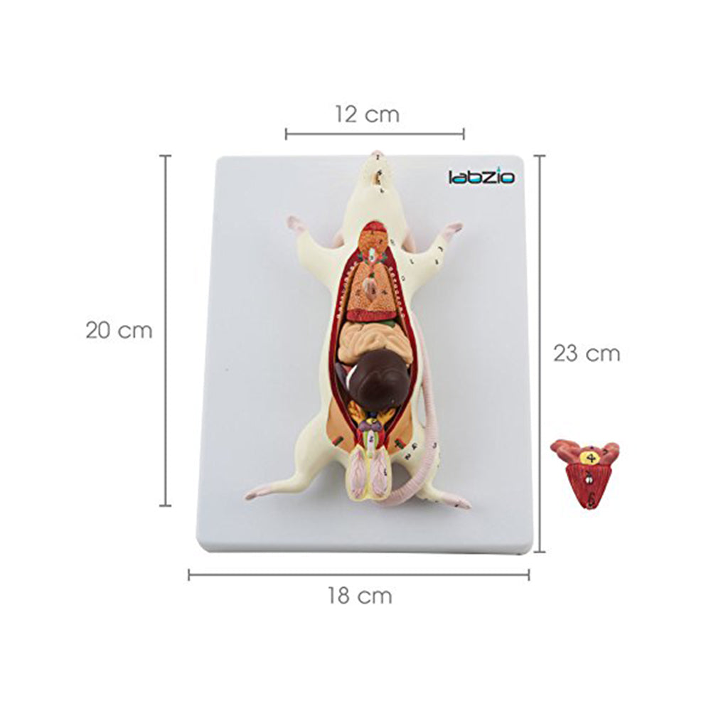 Rat Dissection Model, Natural Size, 6 Removable Parts, On Base, with Detailed Study Guide – labzio