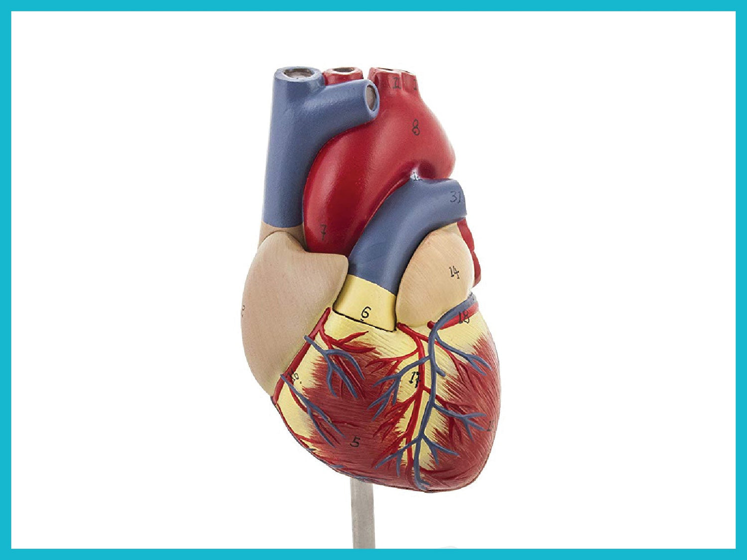 Human Heart: Anatomy, Function, and the Role of Anatomical Heart Model ...